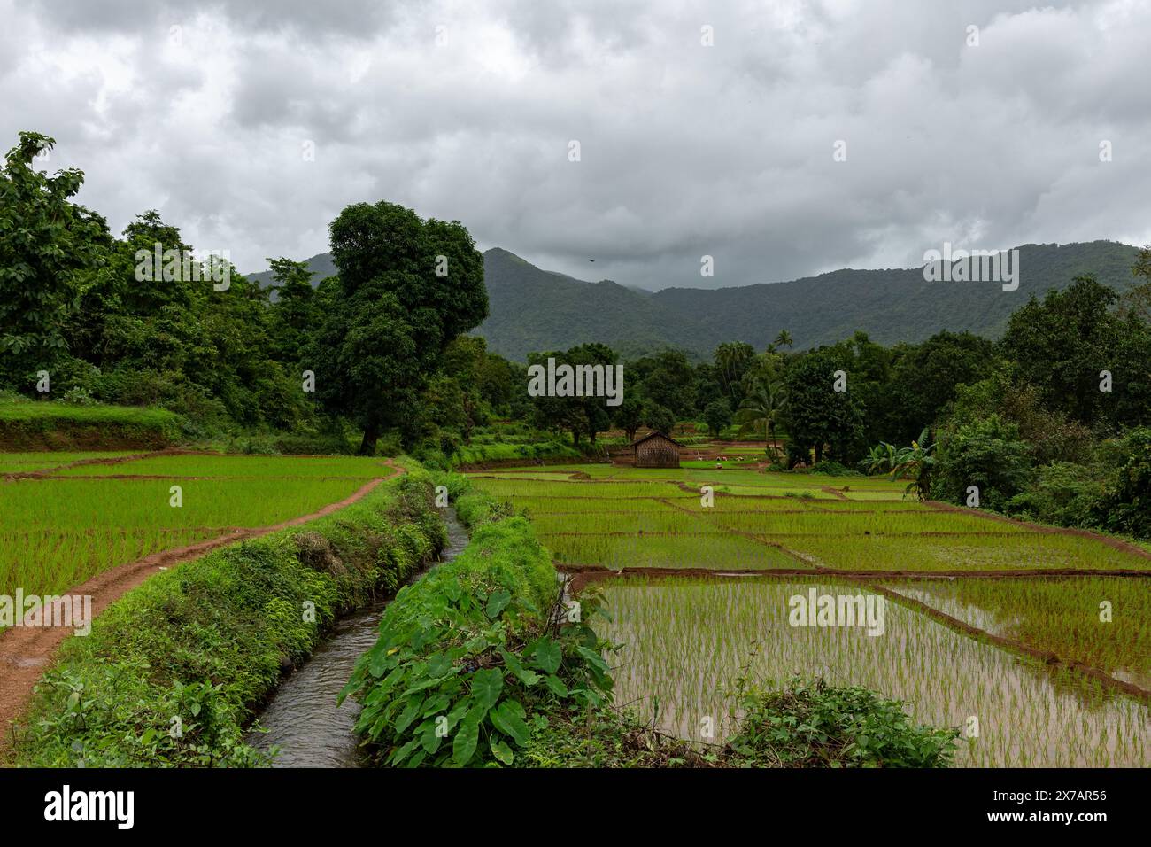 Beautiful view of lush green rice paddy fields during early monsoon ...
