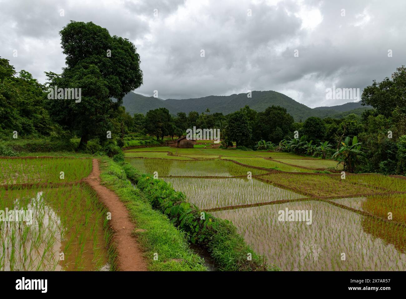 Beautiful view of lush green rice paddy fields during early monsoon ...