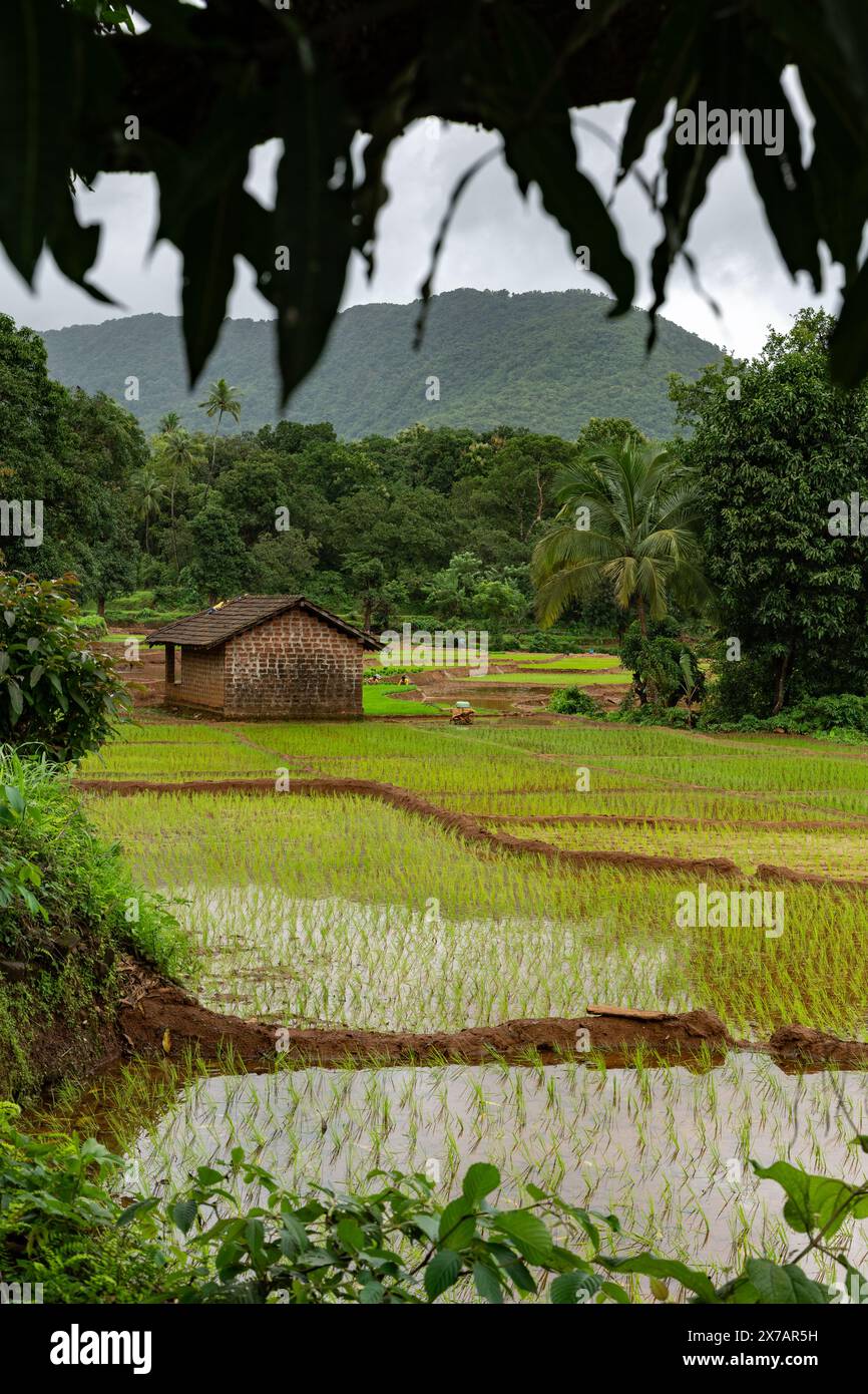 Beautiful view of lush green rice paddy fields during early monsoon ...
