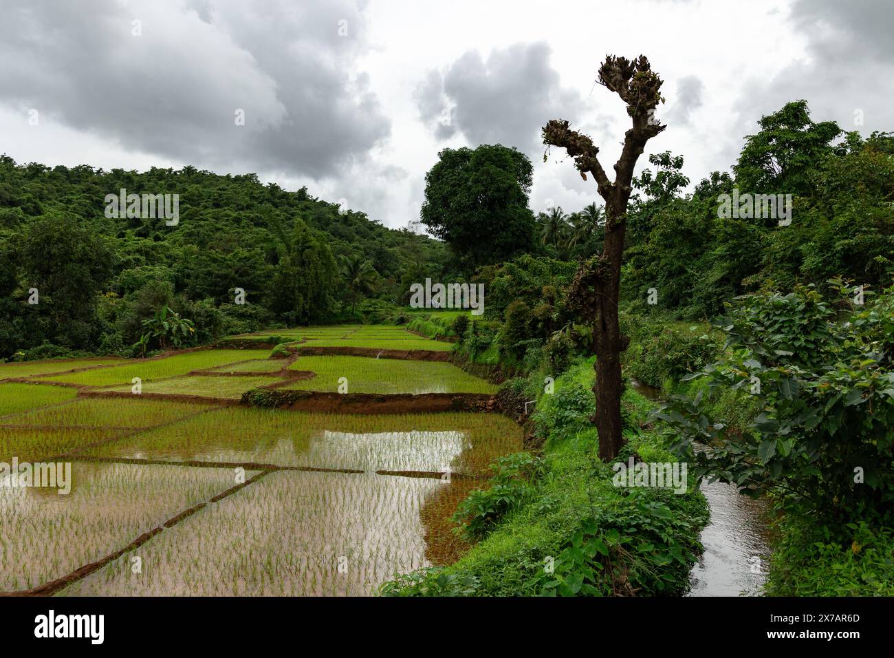 Beautiful view of lush green rice paddy fields during early monsoon ...