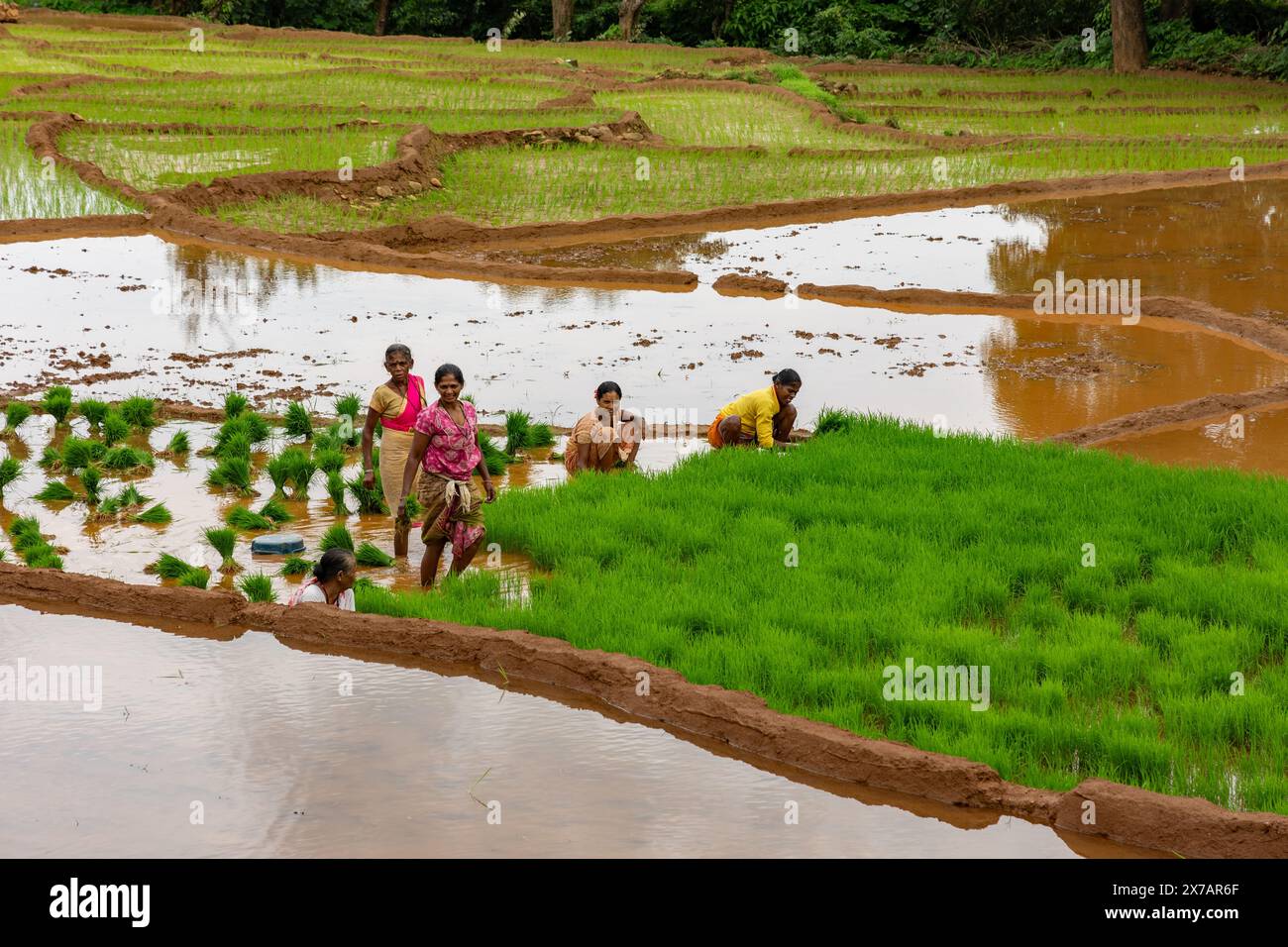 Women farmers sowing paddy during early monsoon season in Canacona, Goa ...