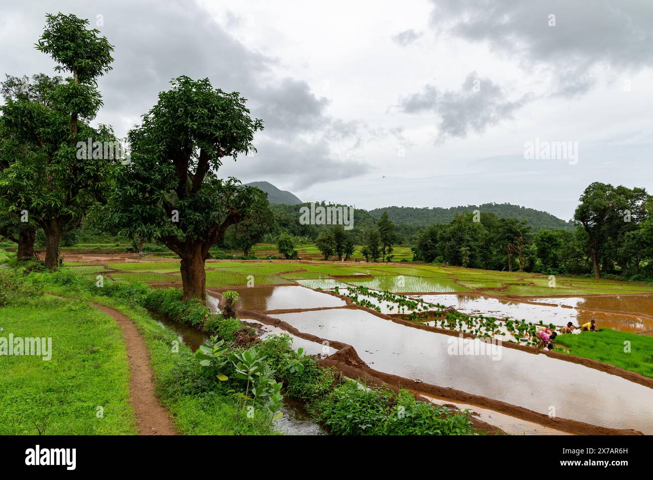 Women farmers sowing paddy during early monsoon season in Canacona, Goa ...
