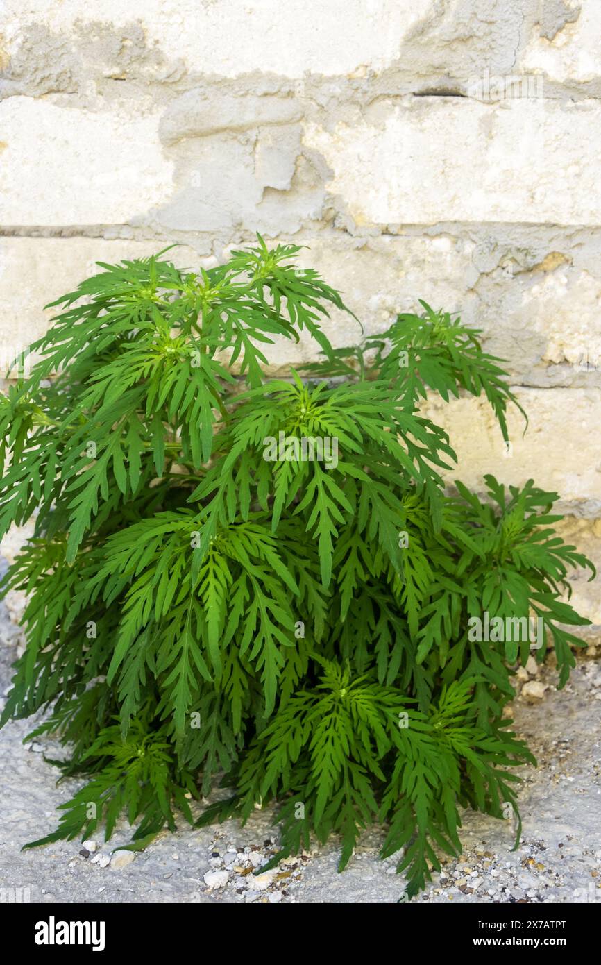 American common ragweed on background of masonry. Young bush have not ...