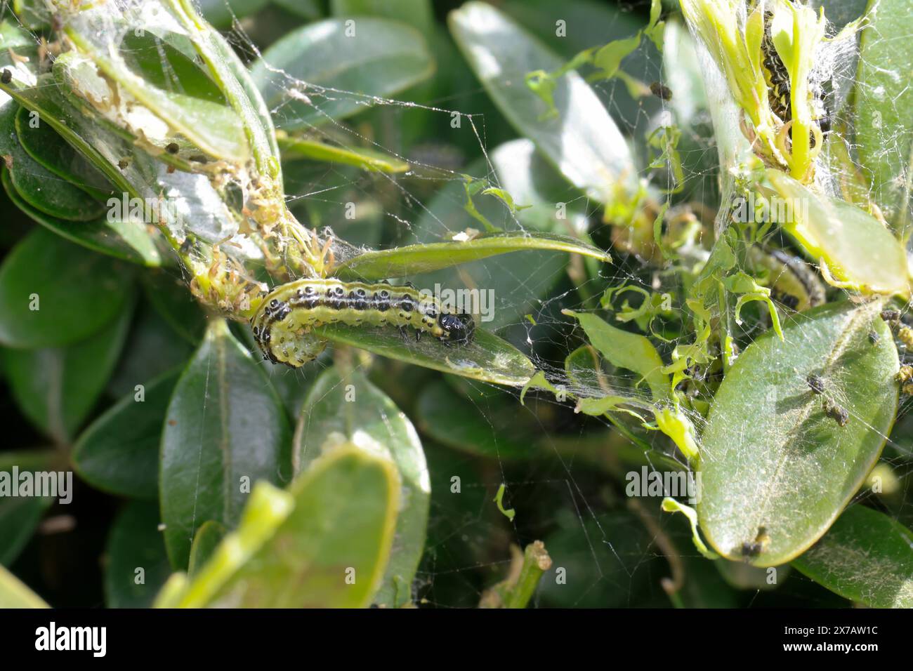Buchsbaumzünsler, Buchsbaum-Zünsler, Raupe frisst an Buchsbaum, Buchs ...