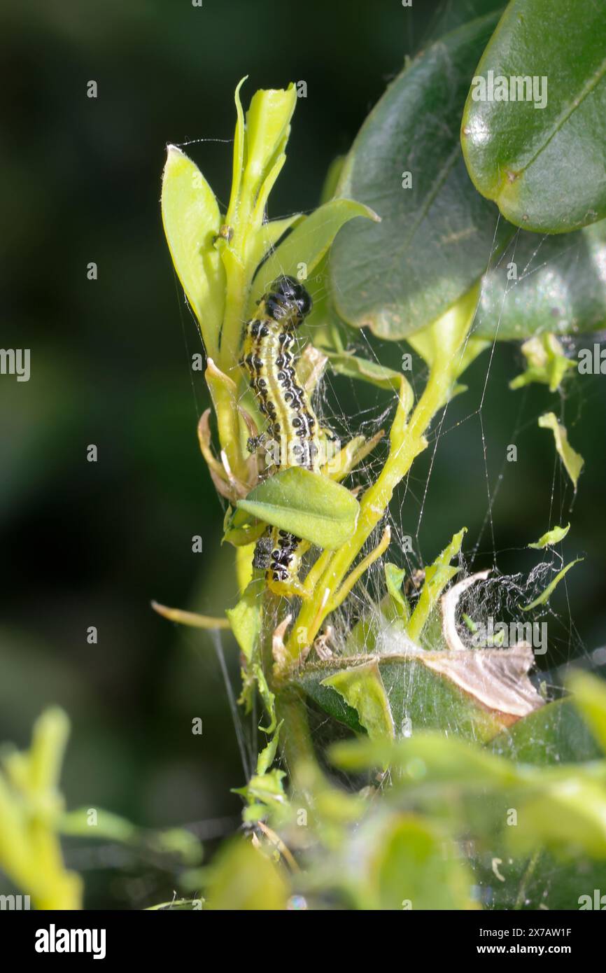 Buchsbaumzünsler, Buchsbaum-Zünsler, Raupe frisst an Buchsbaum, Buchs ...
