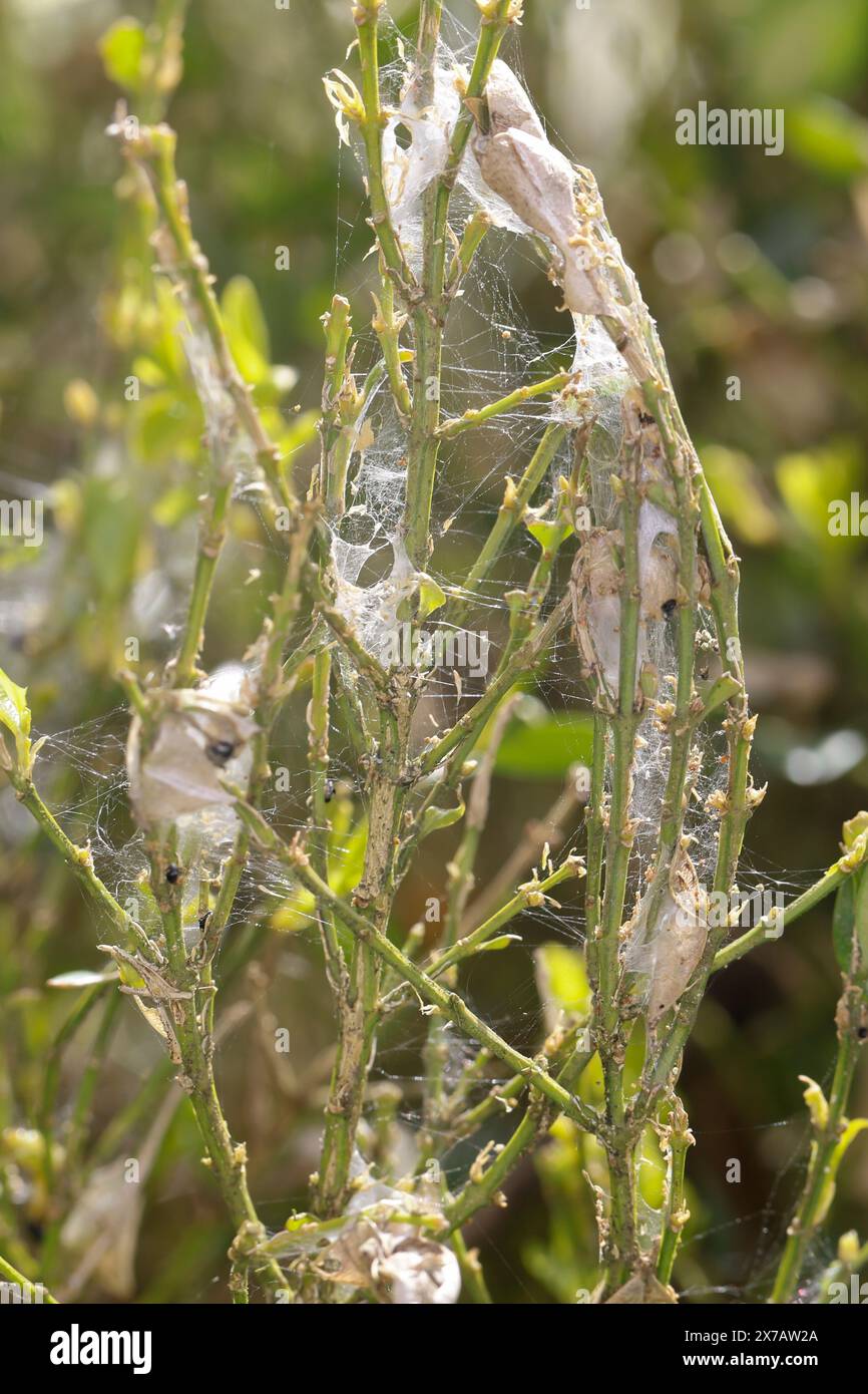 Buchsbaumzünsler, Buchsbaum-Zünsler, Raupe frisst an Buchsbaum, Buchs ...
