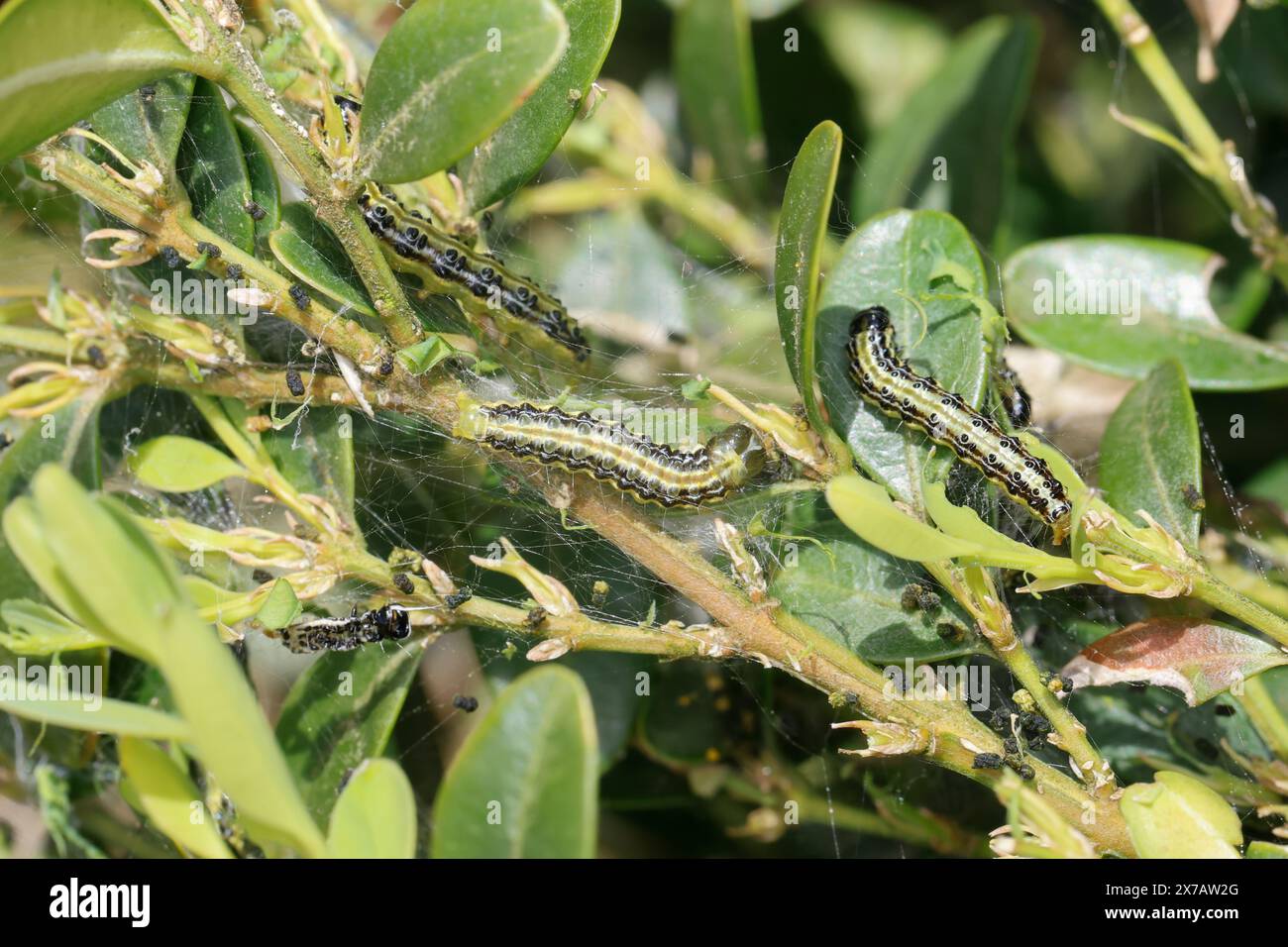 Buchsbaumzünsler, Buchsbaum-Zünsler, Raupe frisst an Buchsbaum, Buchs ...