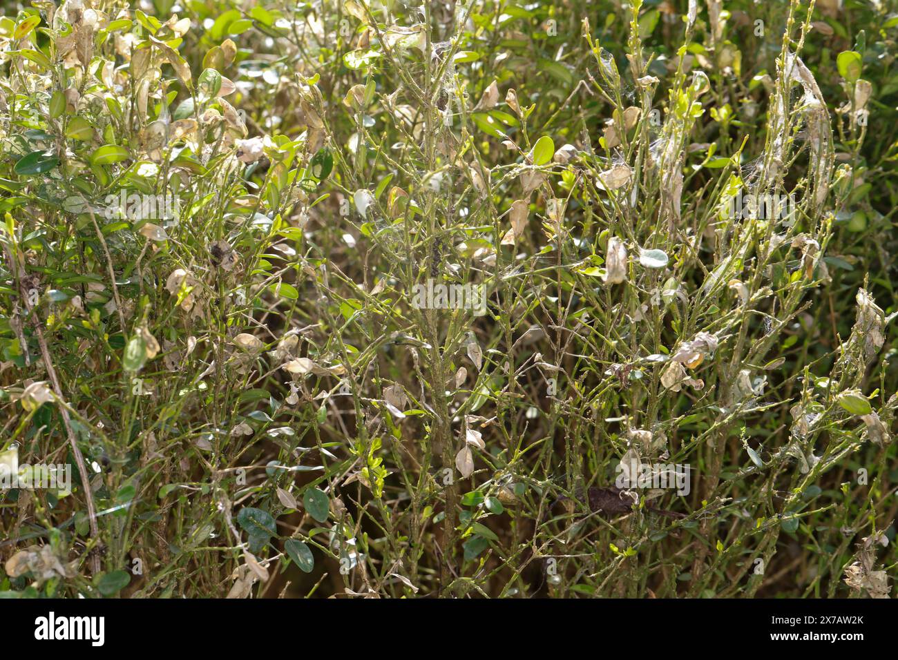 Buchsbaumzünsler, Buchsbaum-Zünsler, Raupe frisst an Buchsbaum, Buchs ...