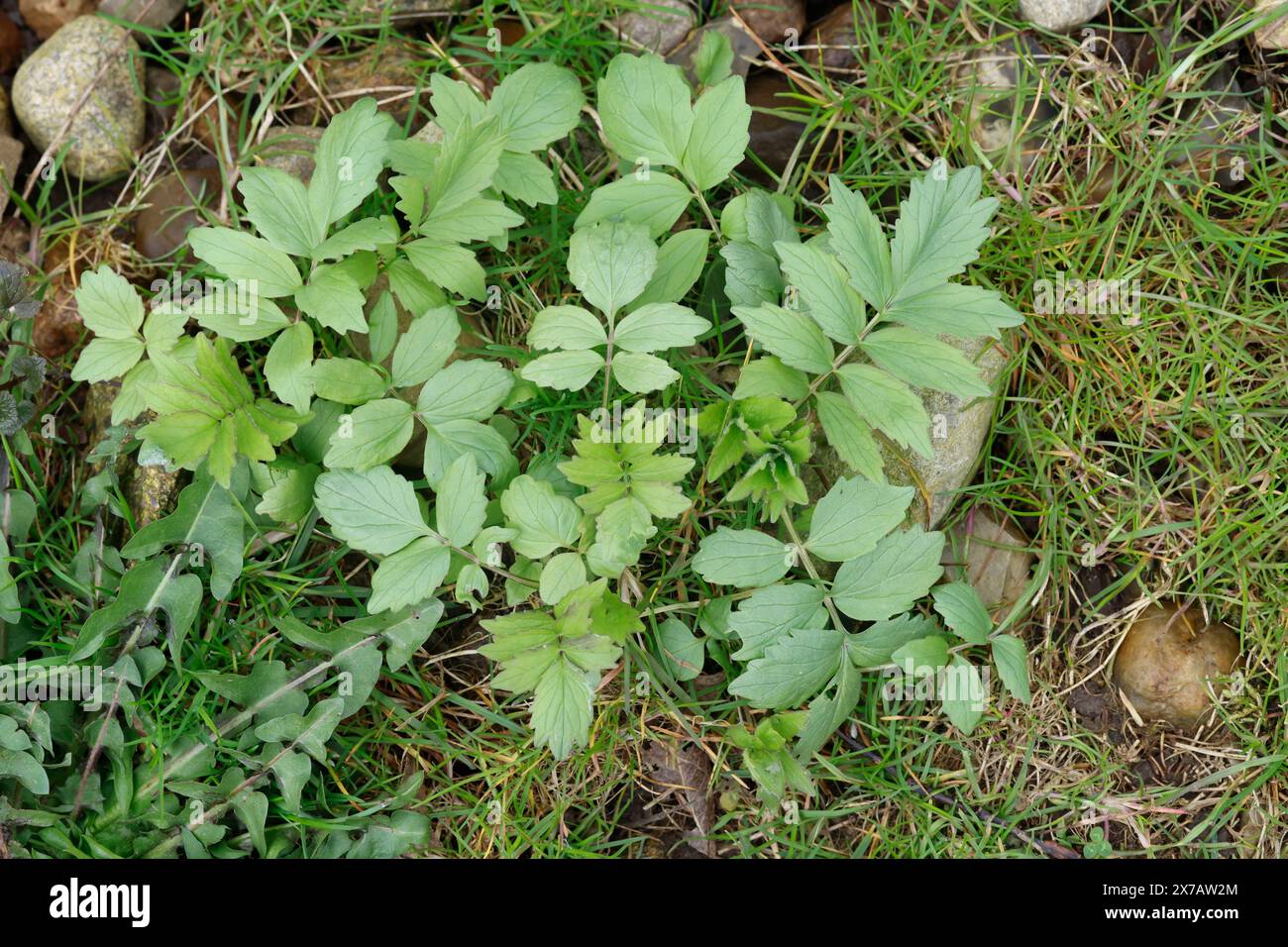 Echter Baldrian, Baldrian, Großer Baldrian, Blattaustrieb, Echter ...