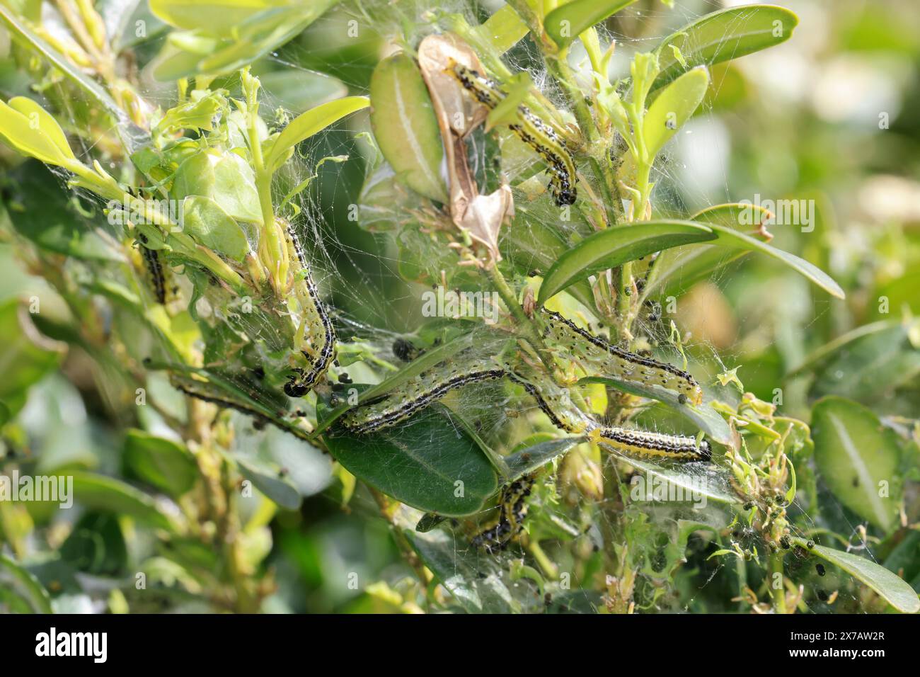 Buchsbaumzünsler, Buchsbaum-Zünsler, Raupe frisst an Buchsbaum, Buchs ...