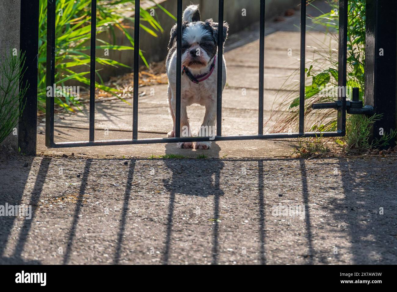 Dog behind a gate hi-res stock photography and images - Alamy