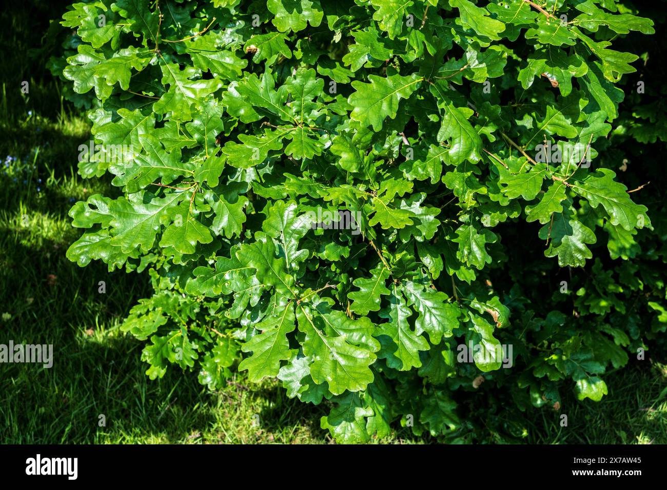 Oak tree leaves Stock Photo - Alamy