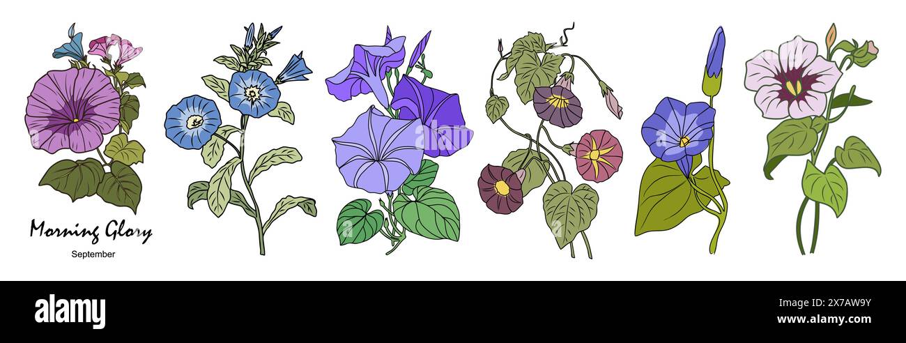 Morning glory botanical illustration Cut Out Stock Images & Pictures ...