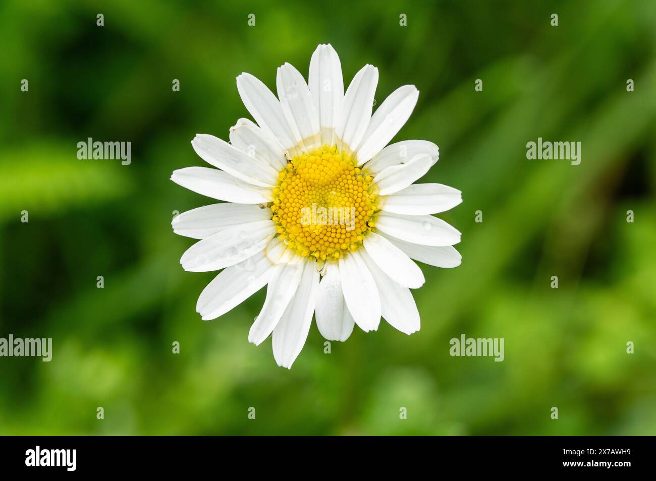 18 May 2024, Baden-Württemberg, Rottweil: Drops of water hang from a ...