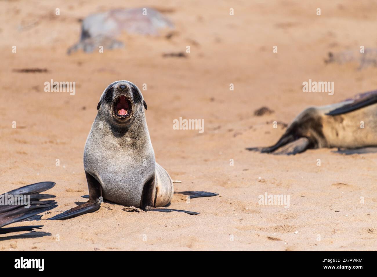 Detail of the seal colony at Cape Cross, off the skeleton coast of ...