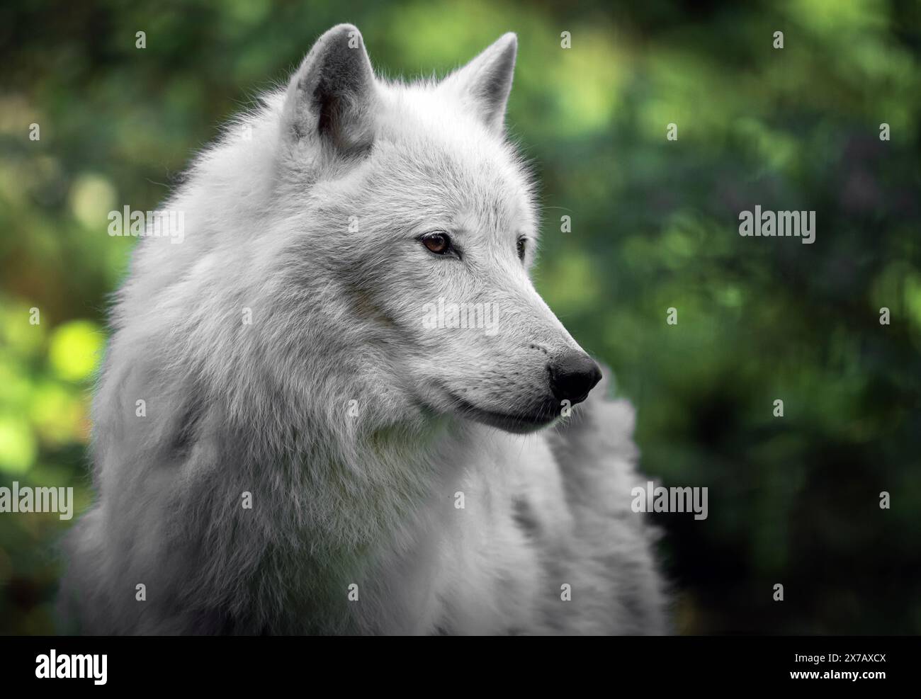 Artic fauna hi-res stock photography and images - Alamy