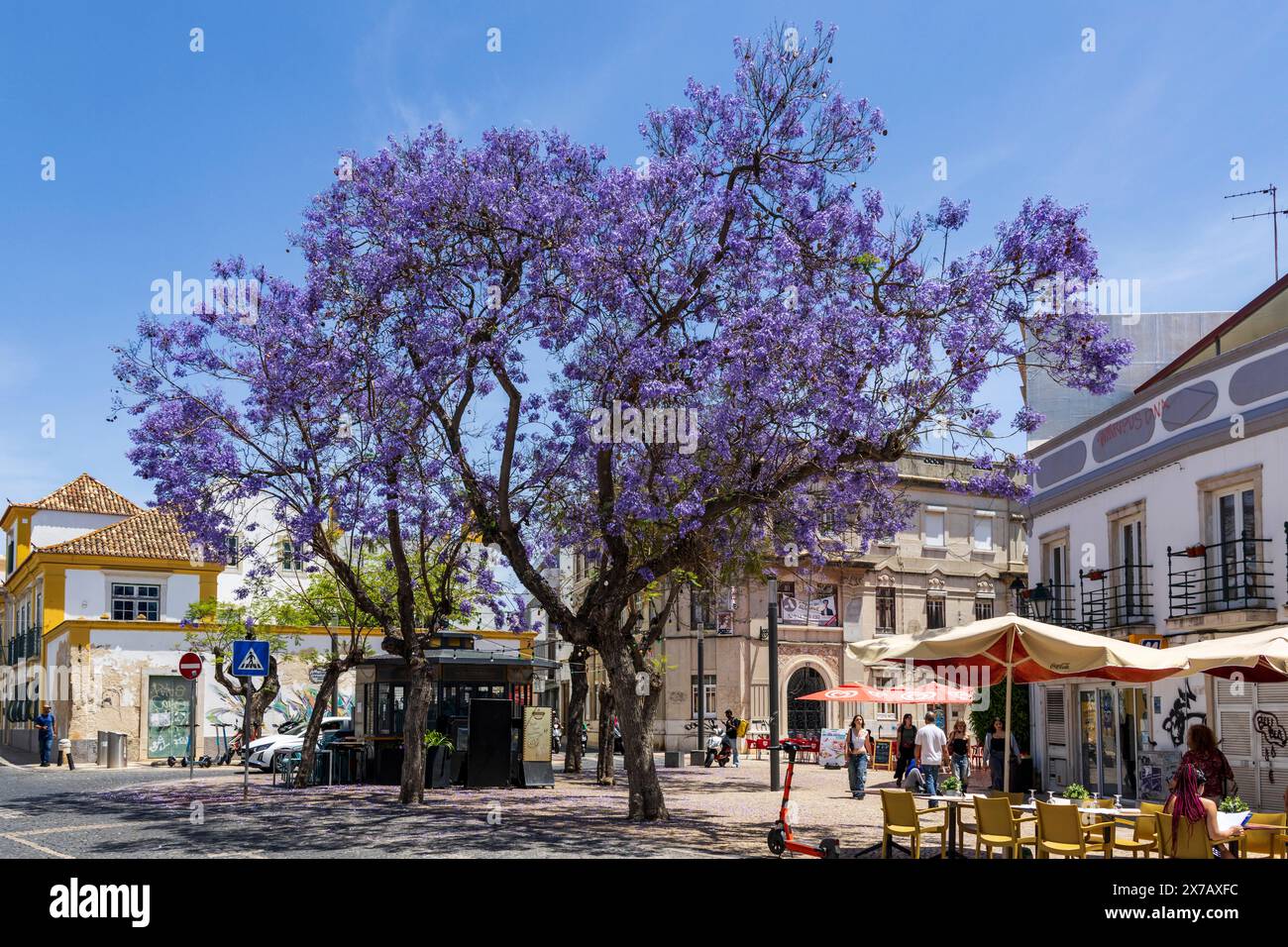 Jacaranda tree (Jacaranda mimosifolia) in the historic centre of Faro ...