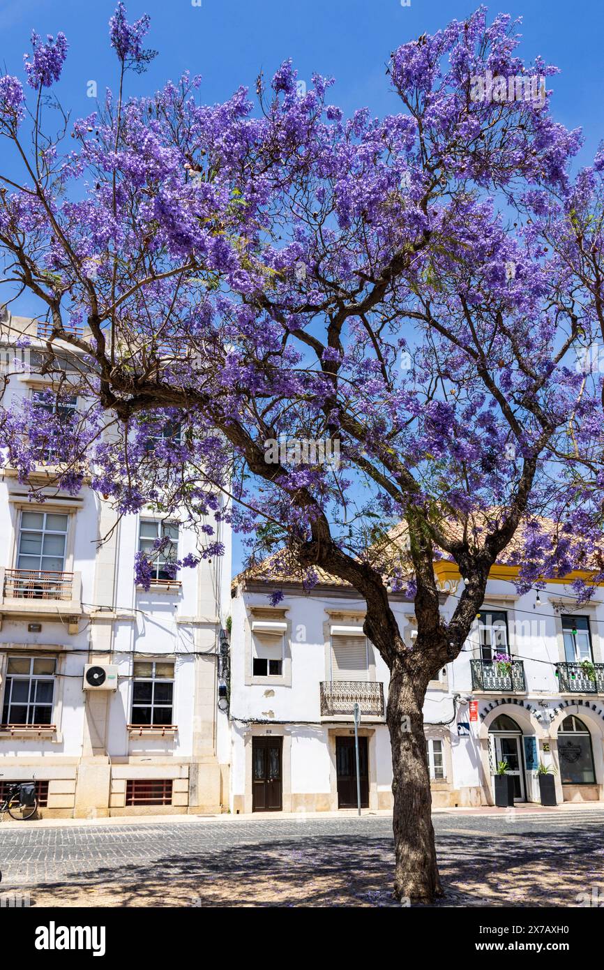 Jacaranda tree (Jacaranda mimosifolia) in the historic centre of Faro ...