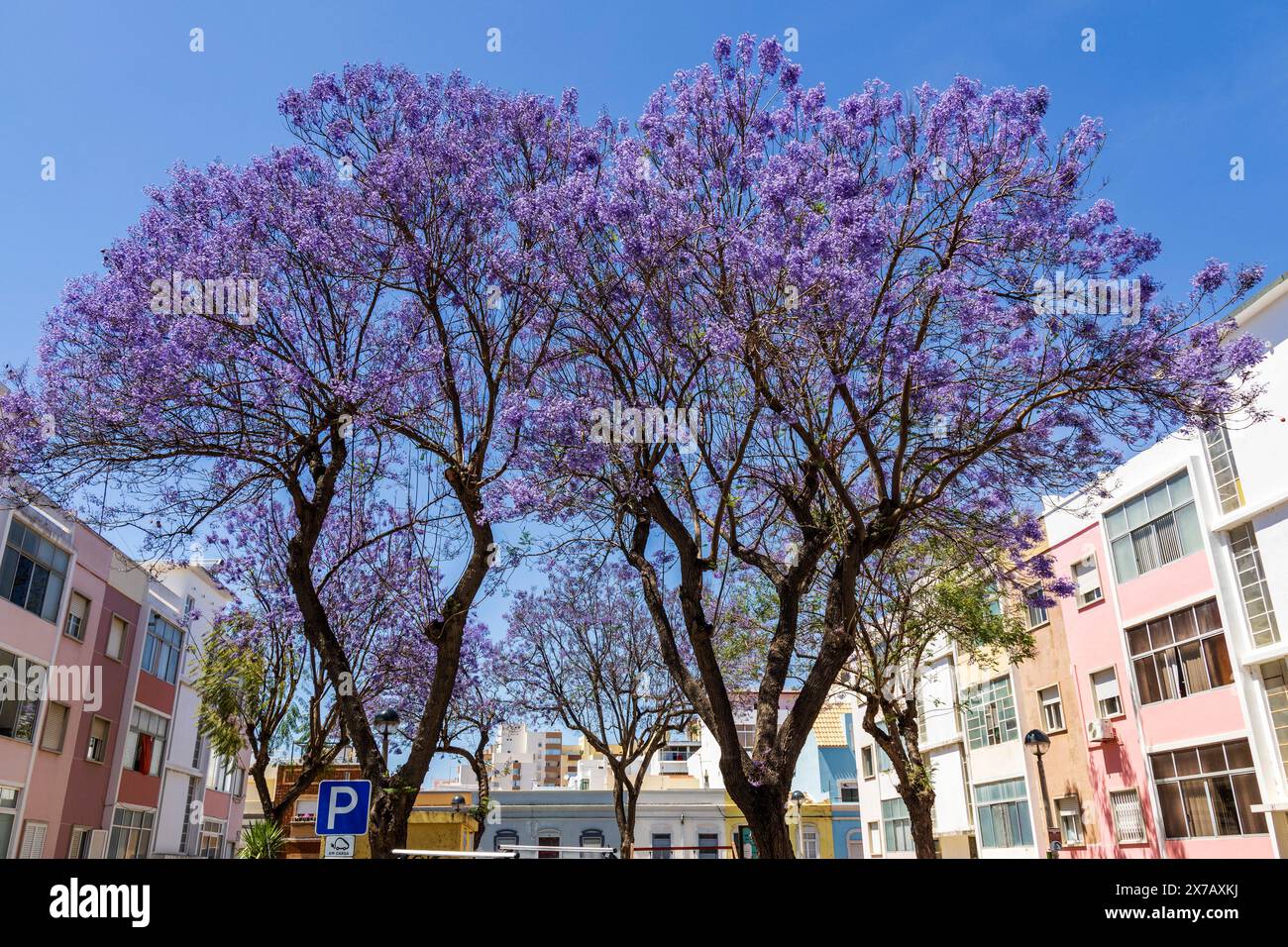 Jacaranda tree (Jacaranda mimosifolia) in the historic centre of Faro ...