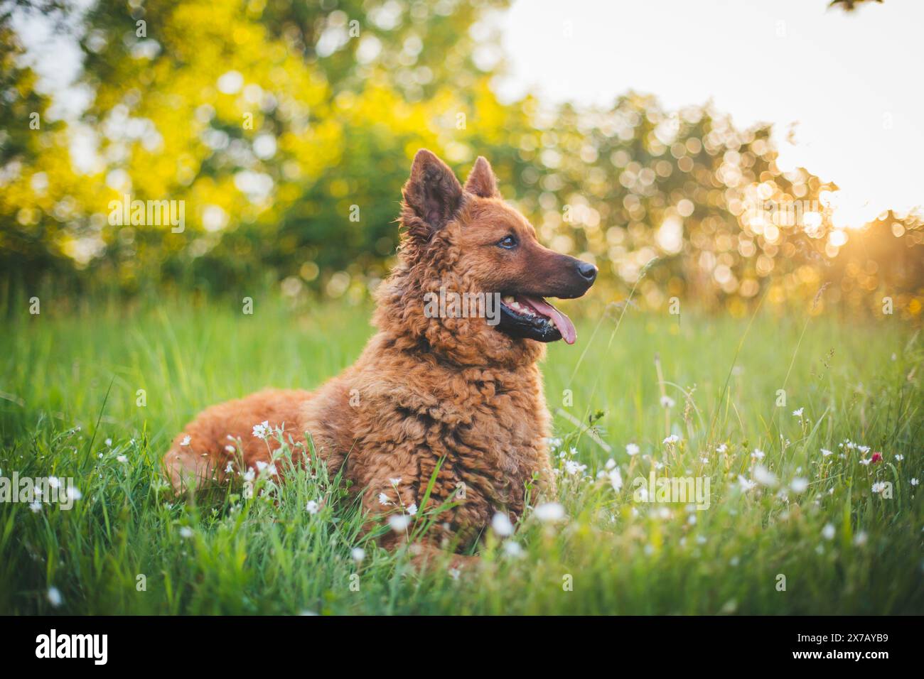 Old German Sheepdog (Westerwälder Kuhhund Stock Photo - Alamy