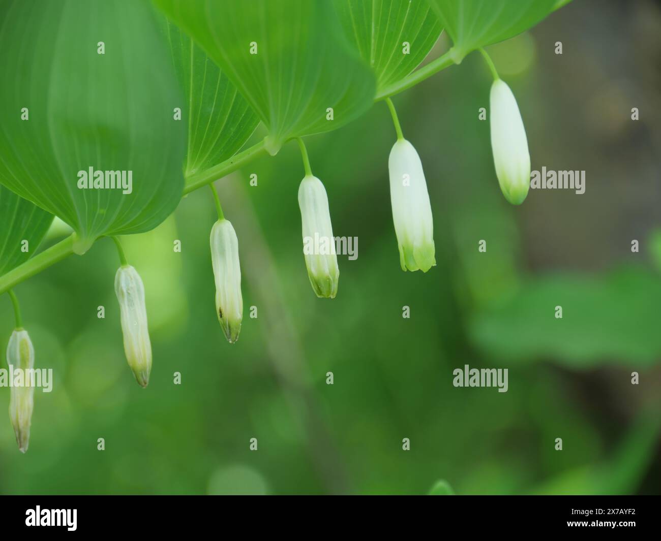 True Solomon's seal Polygonatum odoratum with typical white flowers ...