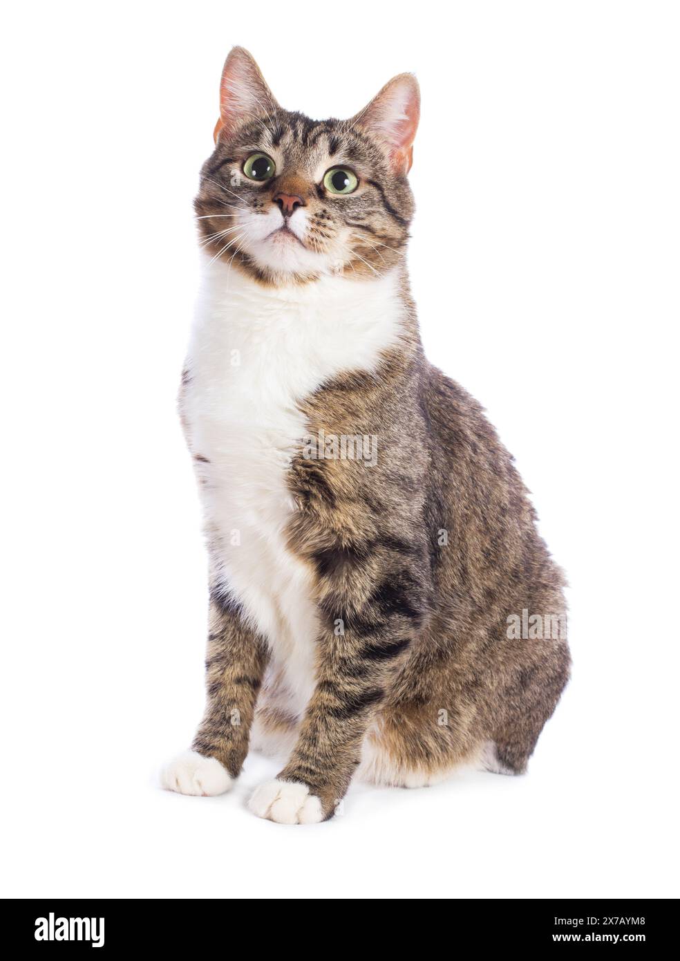 european grey cat sitting on isolated white background Stock Photo - Alamy