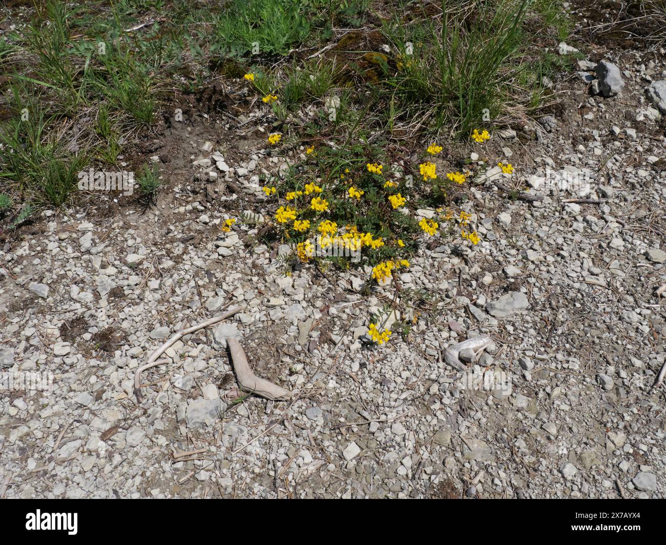 The yellow flowers of the common horseshoe vetch Hippocrepis comosa on ...