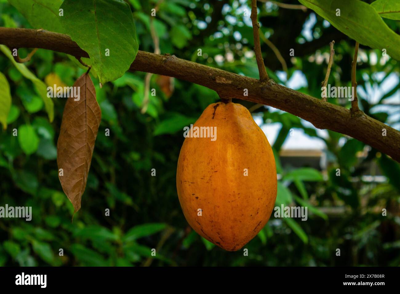 Yellow Cocoa pods grow on trees. The cocoa tree Theobroma cacao with ...