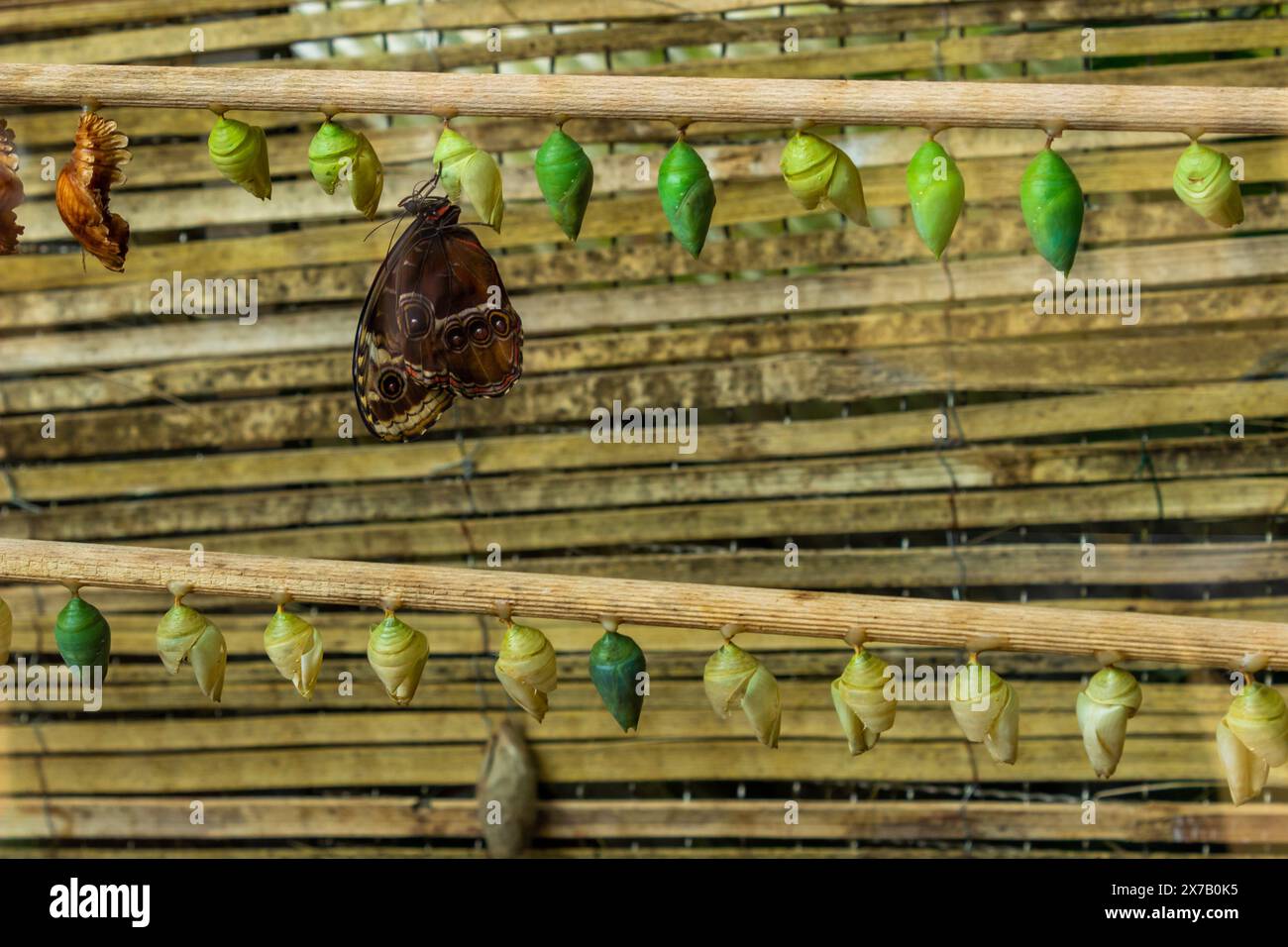 Inline butterfly cocoons attached to a piece of wood. Green and yellow ...