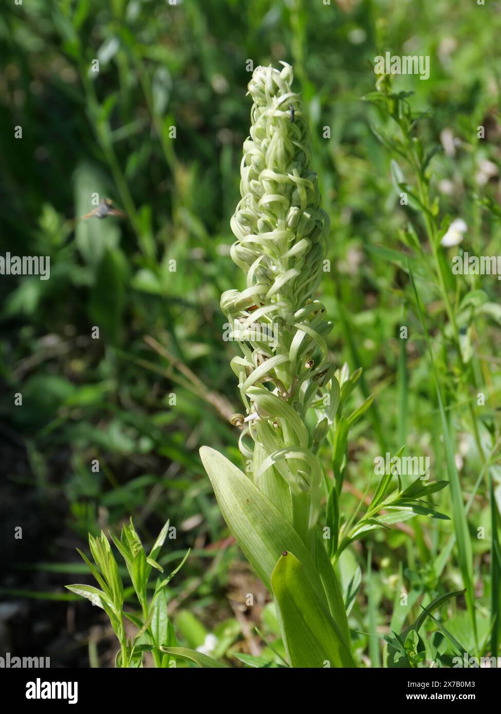 The gigantic blossoms and inflorescences of the lizard orchid ...