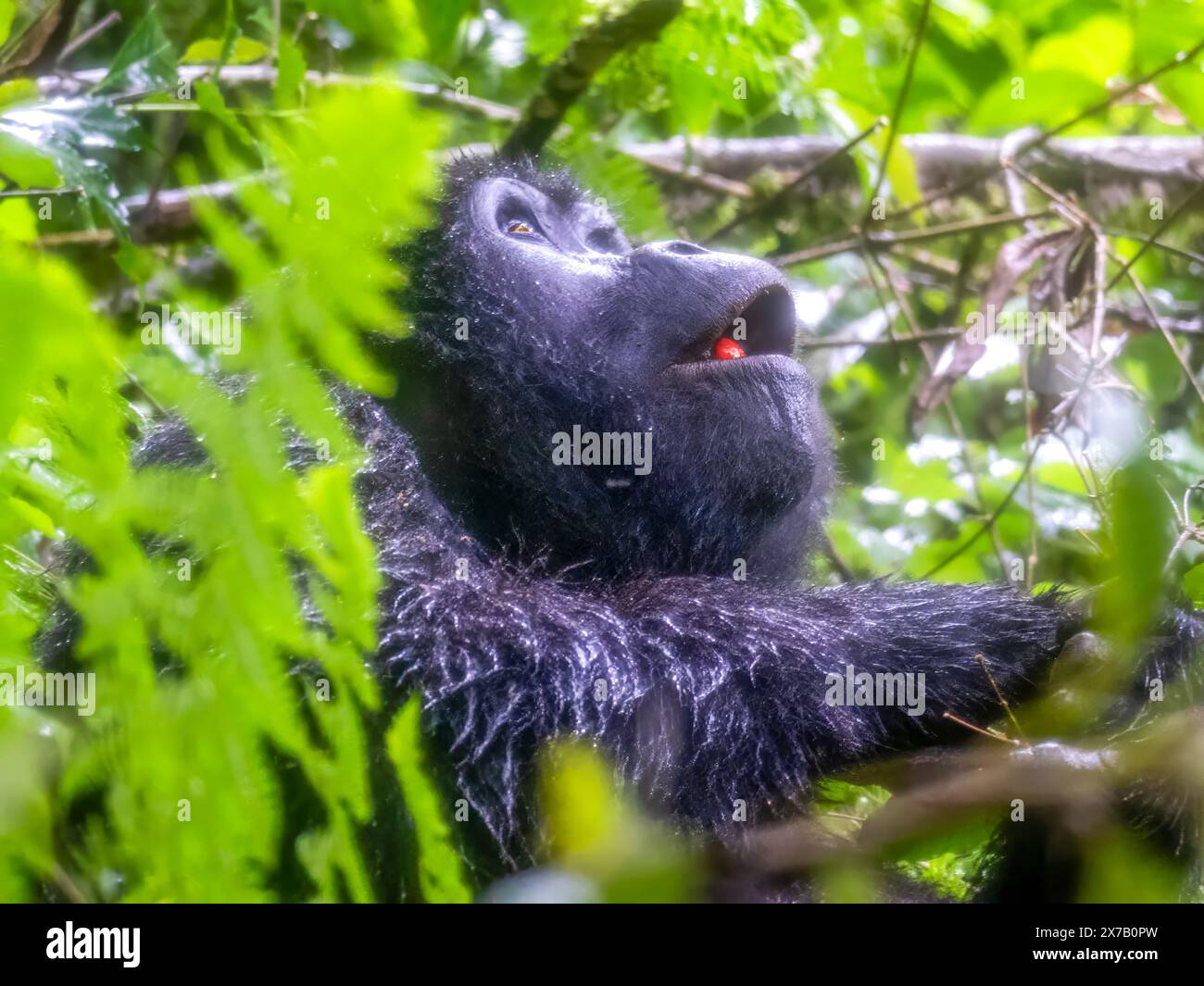 Female gorilla hi-res stock photography and images - Alamy