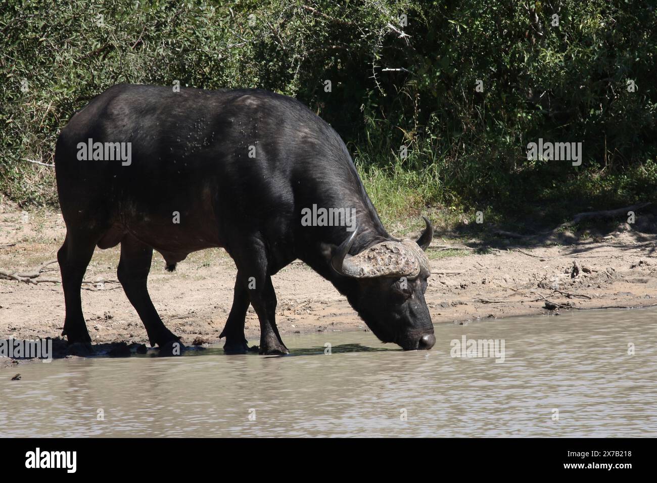 Kaffernbuffel buffel african buffalo hi-res stock photography and ...