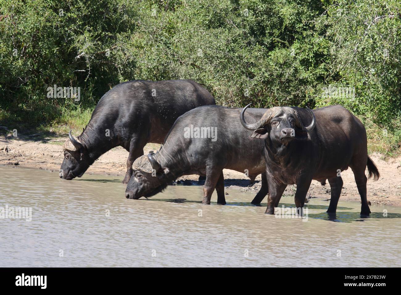 Kaffernbuffel buffel african buffalo hi-res stock photography and ...