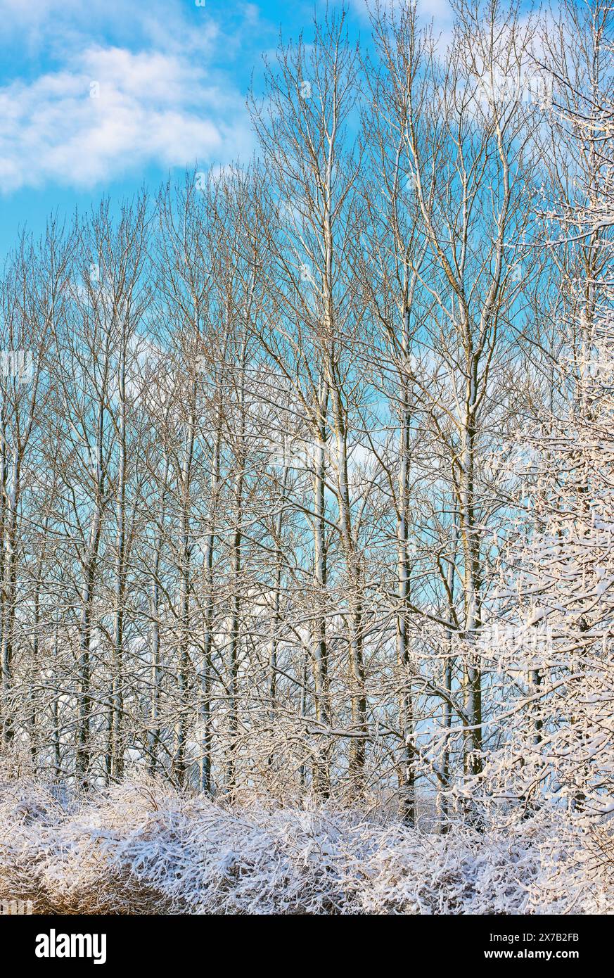 Ice, snow and winter with trees of environment for cold season or ...