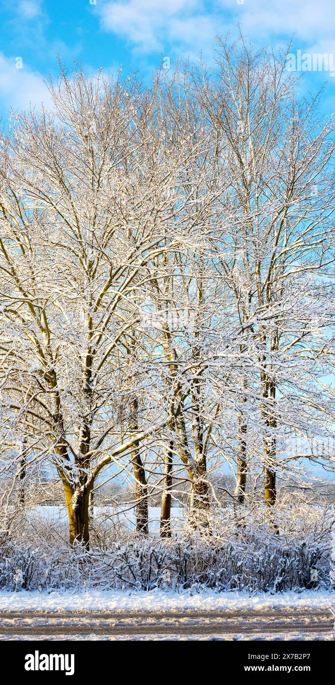 Ice, snow and winter with trees of nature for cold season or weather in ...
