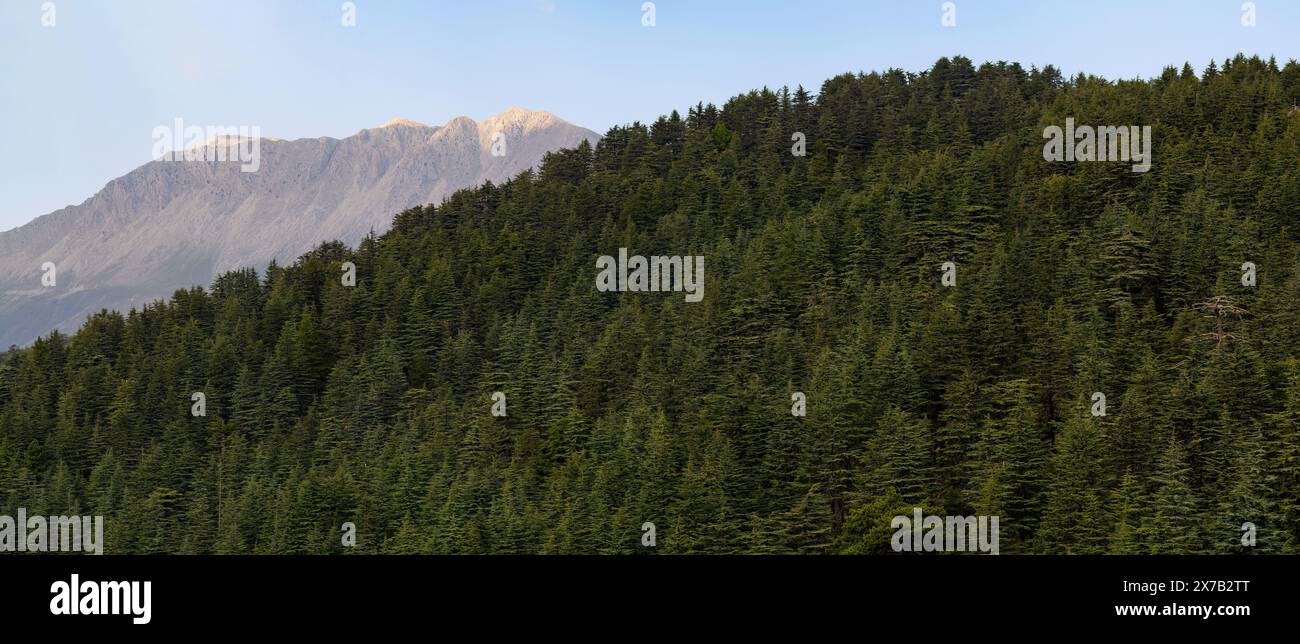 Pine forests in the mountains in Antalya, Turkey. Cedar forest. Tunç ...