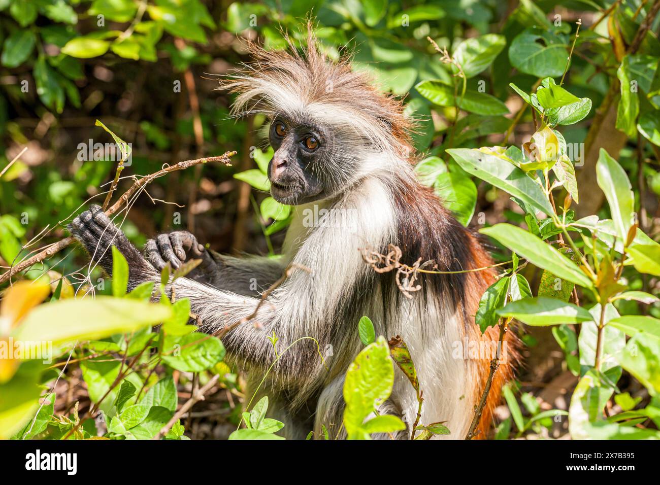 Tanzania, Zanzibar, Zanzibar Red Colobus - Kirk's Red Colobus ...