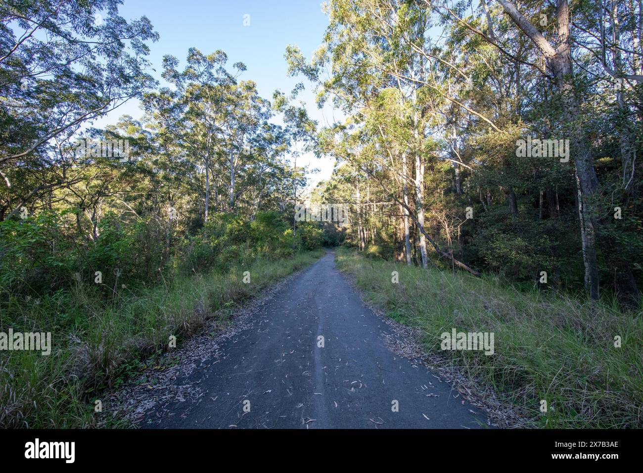 Blue Gum Walk, Benowie Walking Track, Hornsby, Sydney, NSW, Australia Stock Photo - Alamy