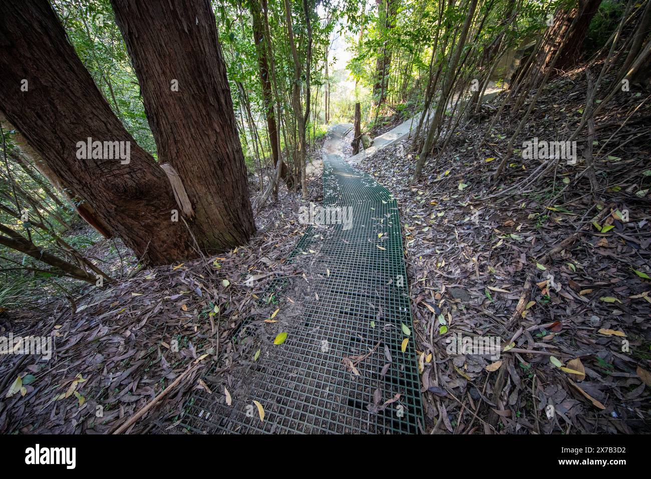 Hornsby Mountain Bike Trail, Sydney, NSW, Australia Stock Photo - Alamy