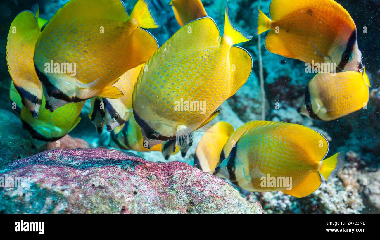 Tanzania, Zanzibar, Underwater, Sunburst Butterflyfish (Chaetodon ...