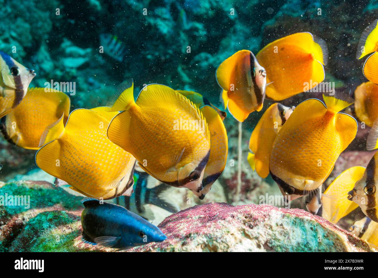 Tanzania, Zanzibar, Underwater, Sunburst Butterflyfish (Chaetodon ...