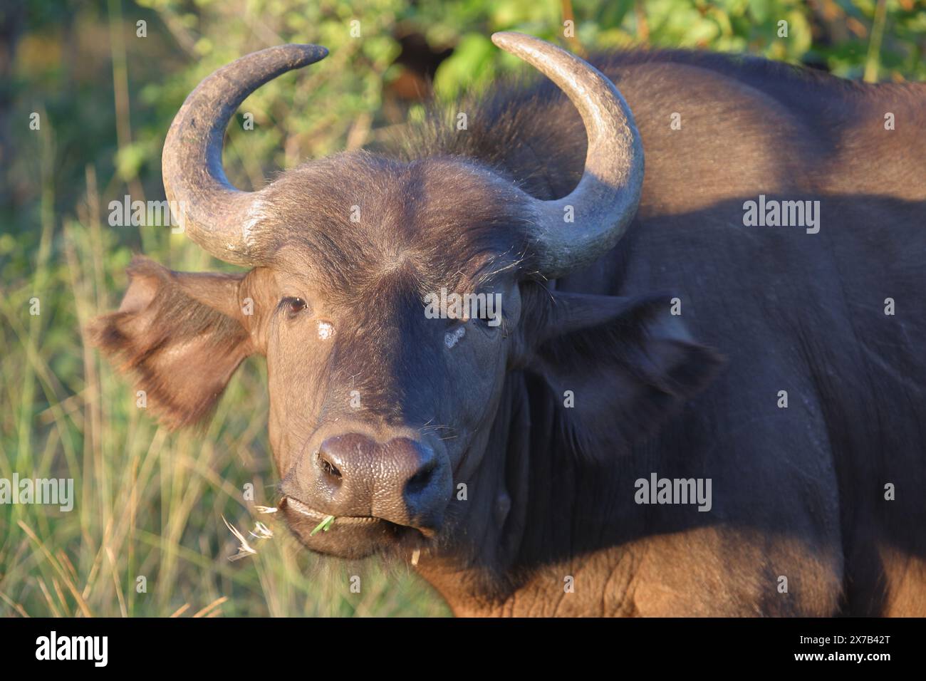 Kaffernbüffel / African buffalo / Syncerus caffer Stock Photo - Alamy