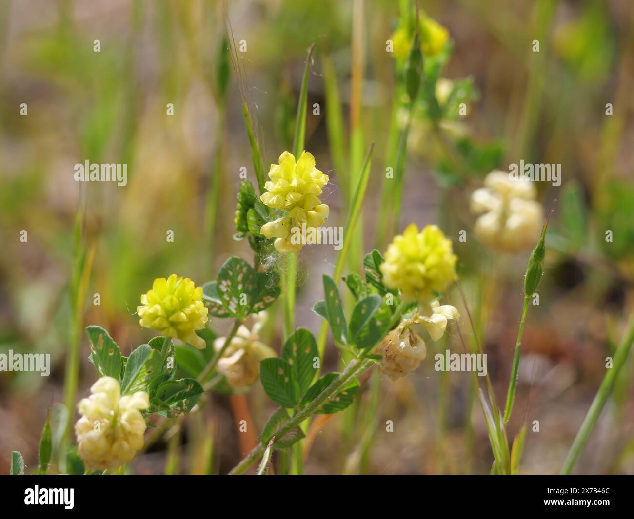 The field clover Trifolium campestre has small yellow flowers in ...