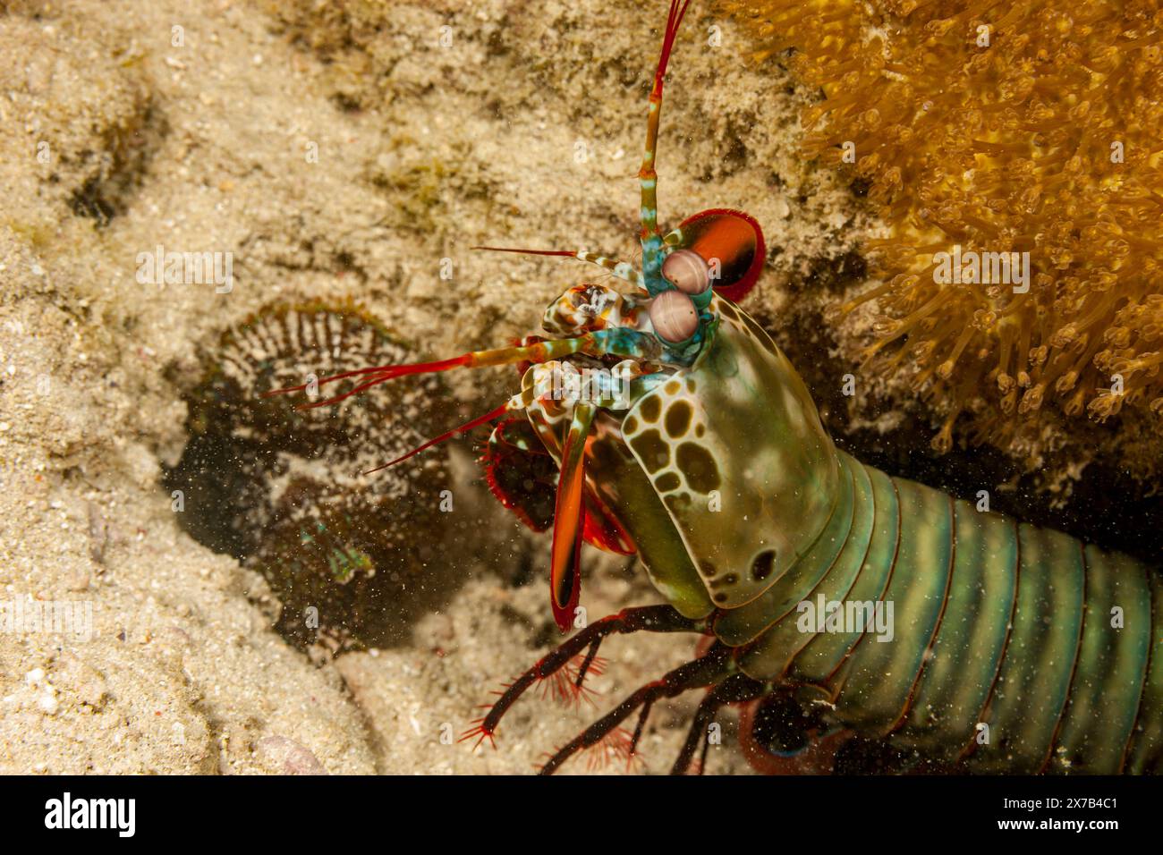 Tanzania, Zanzibar, Underwater, Mantis Shrimp (Odontodactylus scyllarus ...