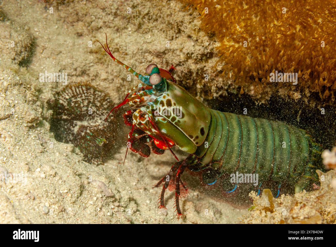 Tanzania, Zanzibar, Underwater, Mantis Shrimp (Odontodactylus scyllarus ...