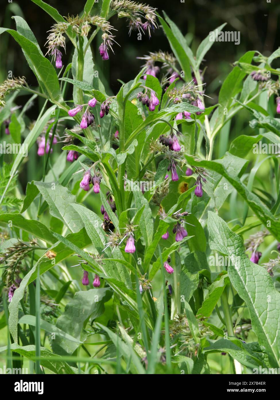 The pinkish purple flowers of the common comfrey Symphytum officinale ...