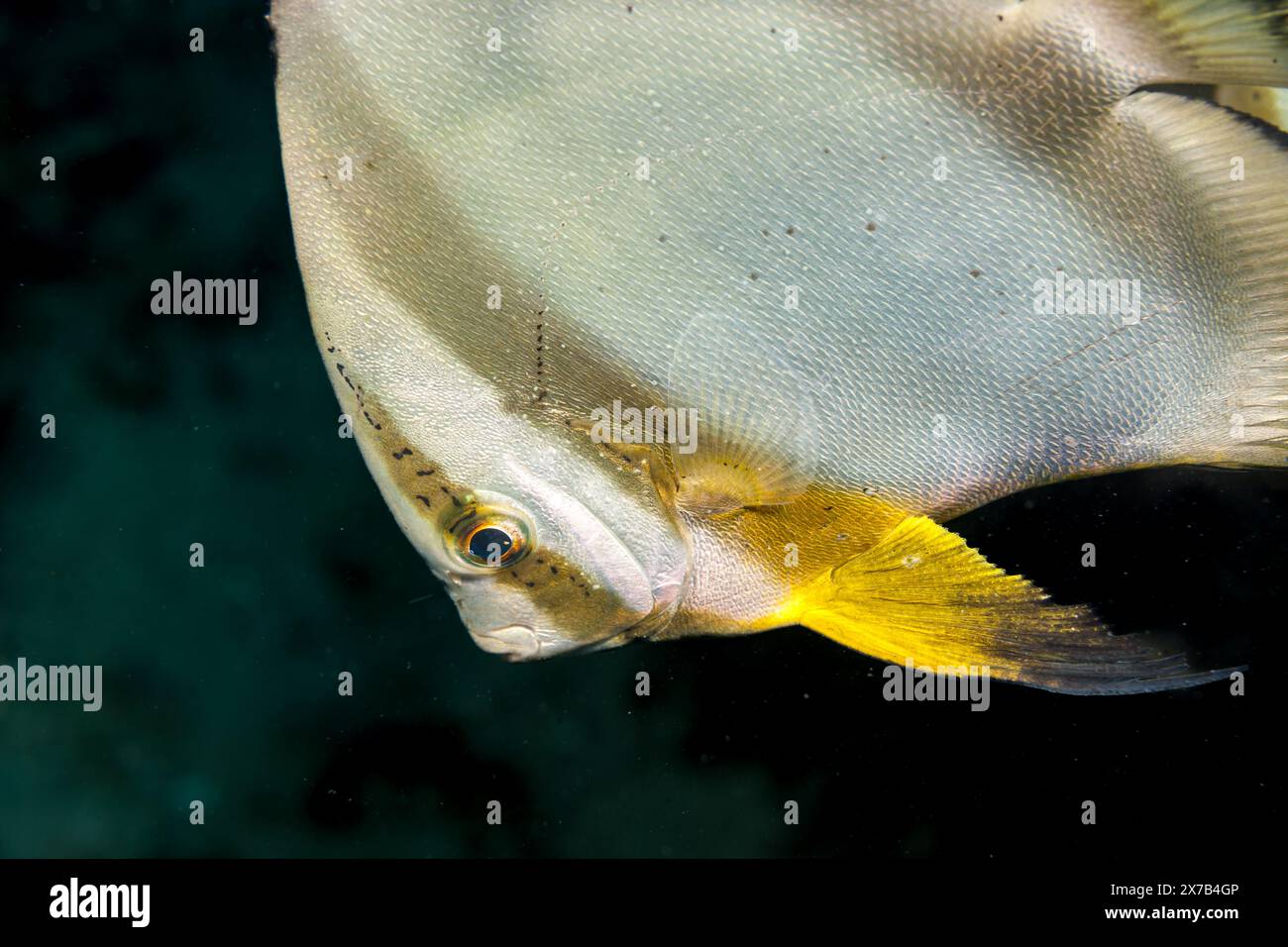 Tanzania, Zanzibar, Underwater, Orbicular Batfish (Platax orbicularis ...