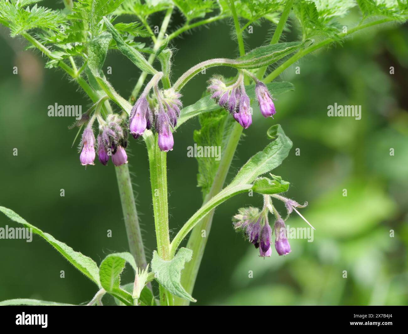 The pinkish purple flowers of the common comfrey Symphytum officinale ...