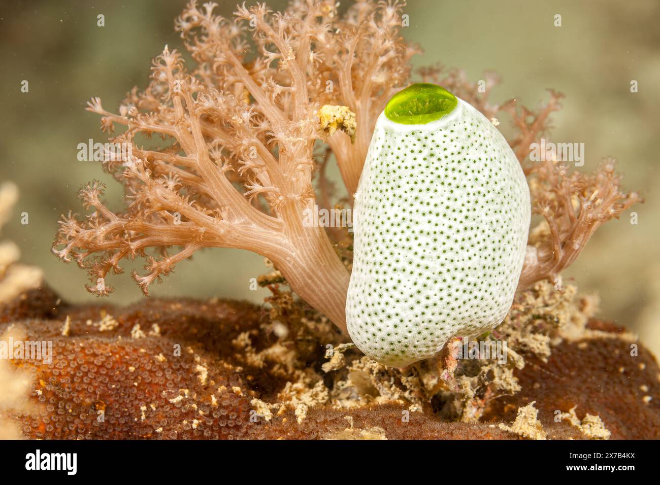 Ascidiacea hi-res stock photography and images - Alamy