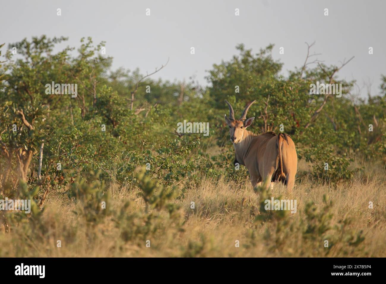 Elandantilopen hi-res stock photography and images - Alamy